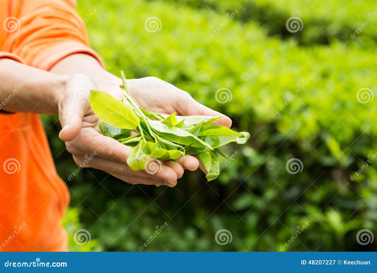 Offering Freshly Harvested Tea Leafs Stock Image - Image of field ...