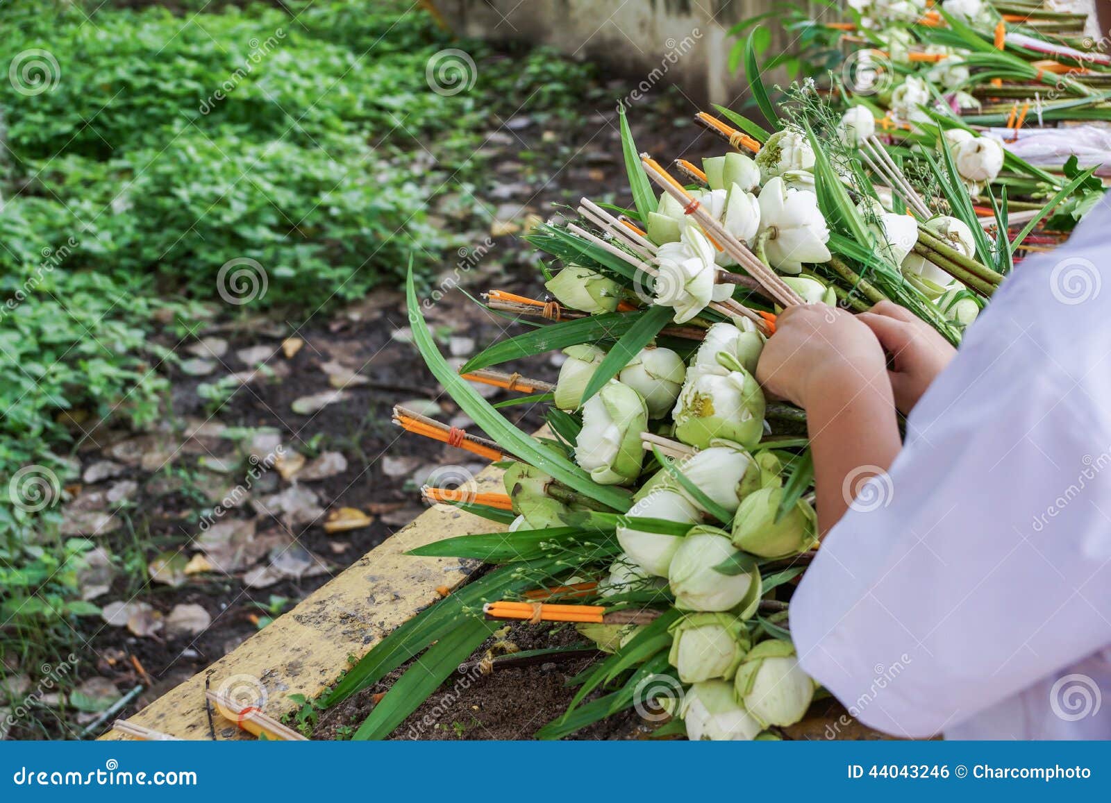 Offering Lotus Flowers in a Buddhist Temple Stock Photo - Image of ...