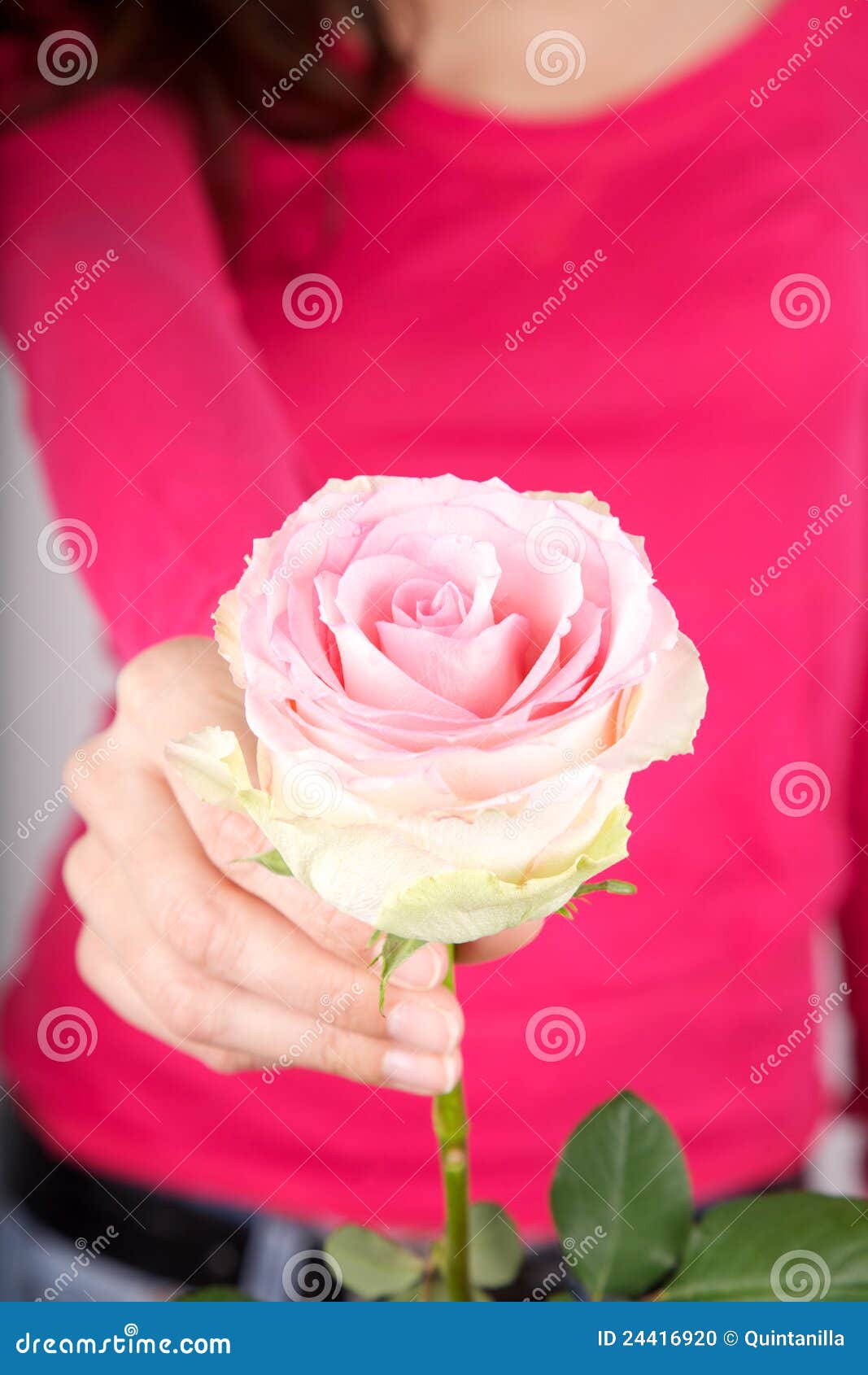 Offering pink flower stock photo. Image of hand, nature - 24416920