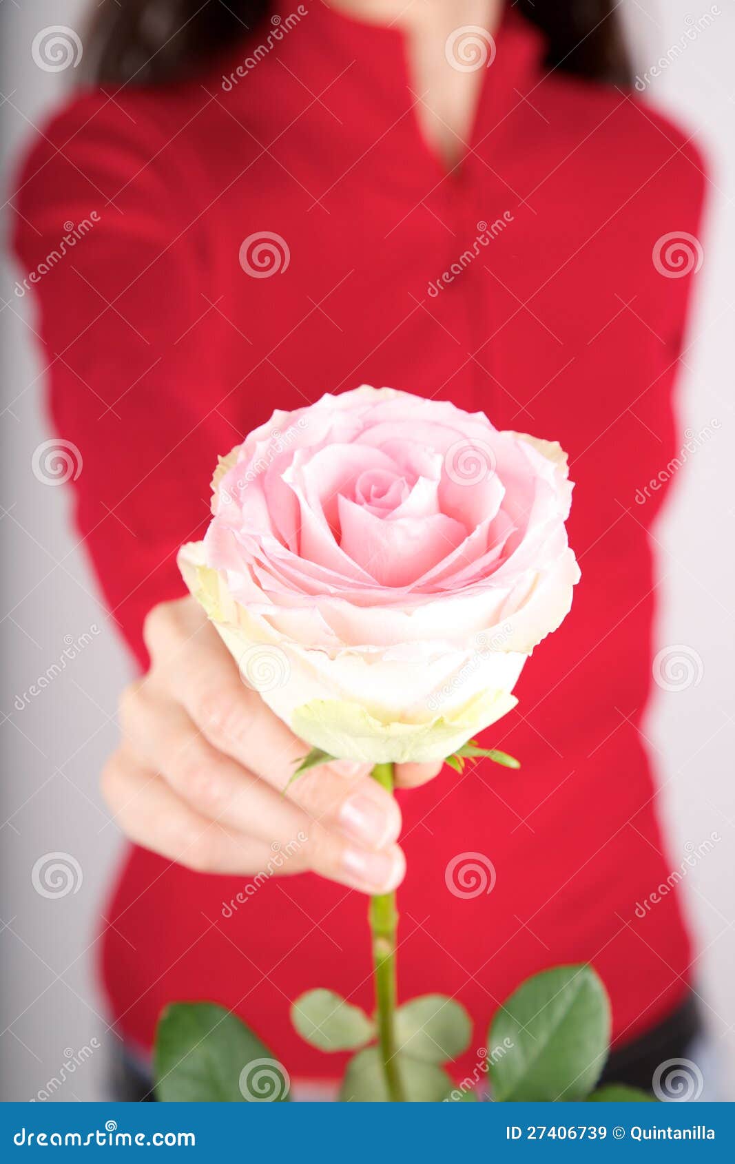 Offering Pink Rose on Red Background Stock Image - Image of celebration ...