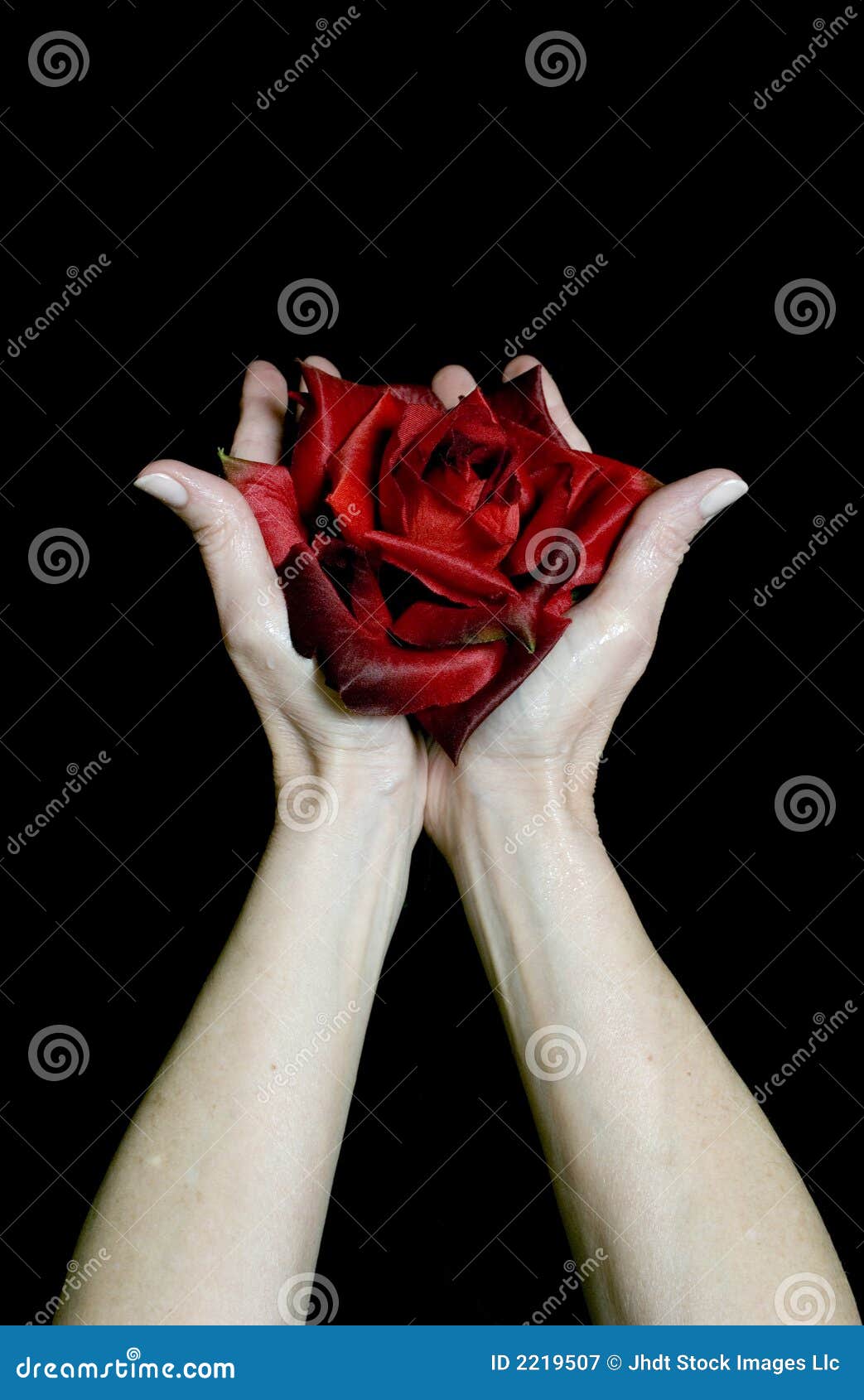 Offering the Rose stock image. Image of offering, hands - 2219507