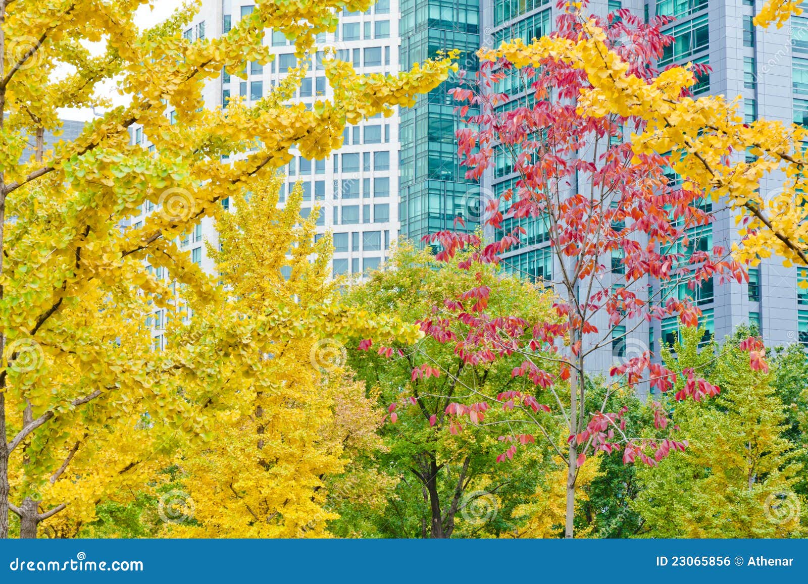 Office building of autumn stock photo. Image of foliage - 23065856