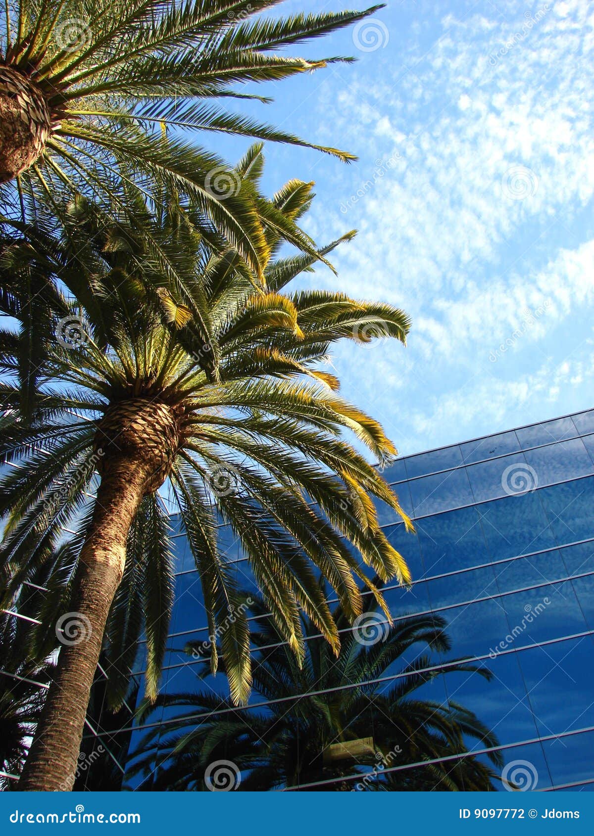 Office Building with Palm Trees Stock Photo - Image of development ...