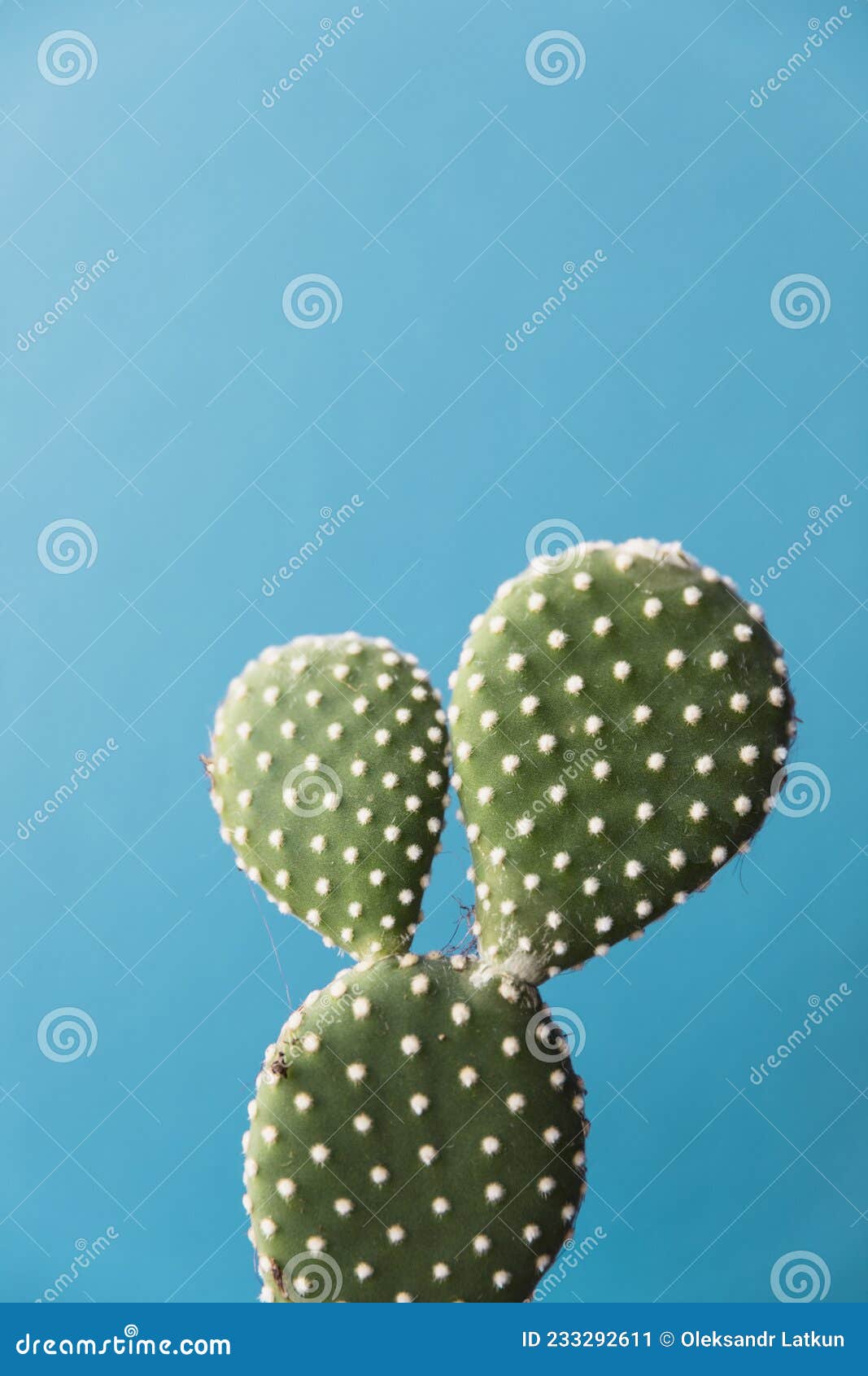 Office Cactus. High Quality Photo Stock Image - Image of technology ...