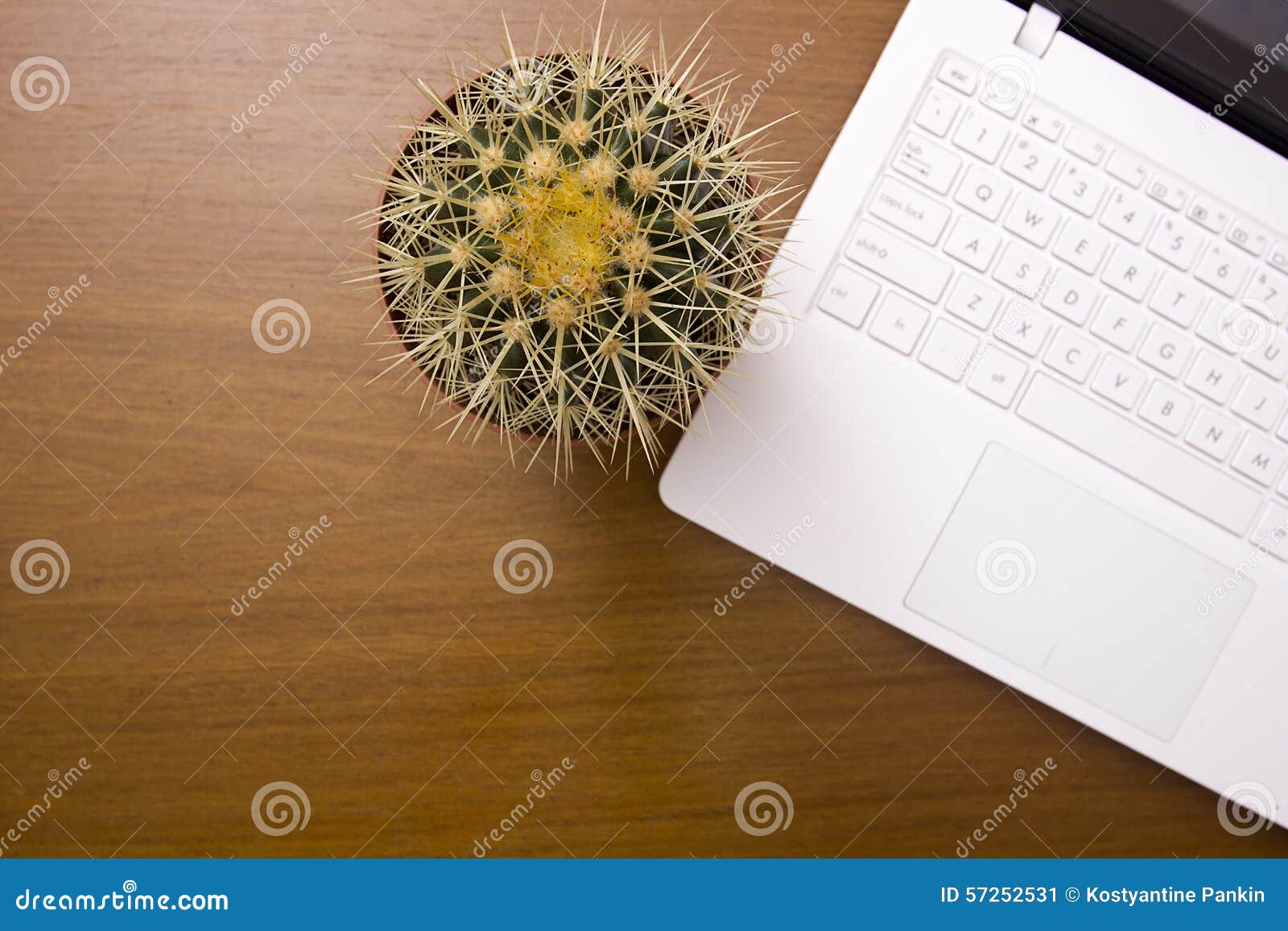 Office cactus stock image. Image of data, screen, cactus - 57252531