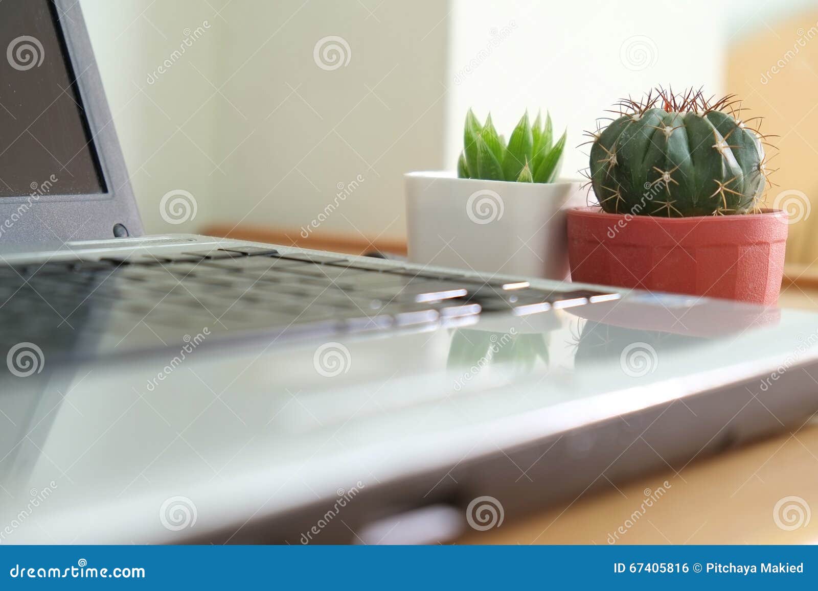 Office cactus stock photo. Image of laptop, cactus, office - 67405816