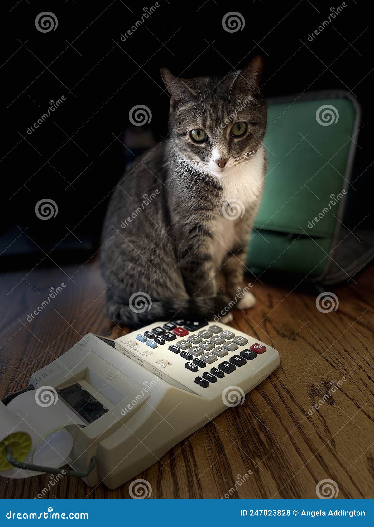 Office cat stock photo. Image of office, desk, sitting - 247023828