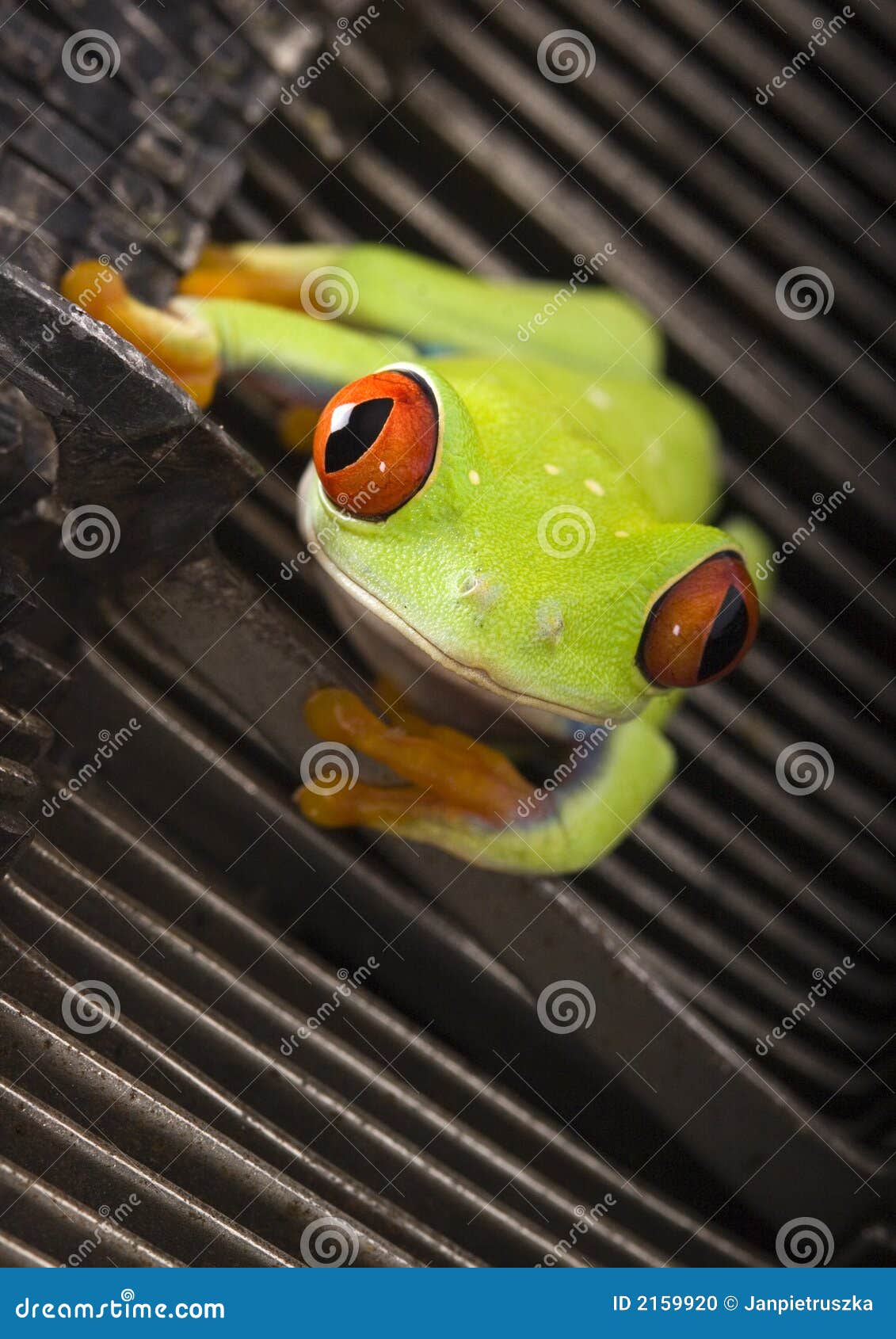 The office frog stock photo. Image of amphibians, colour - 2159920