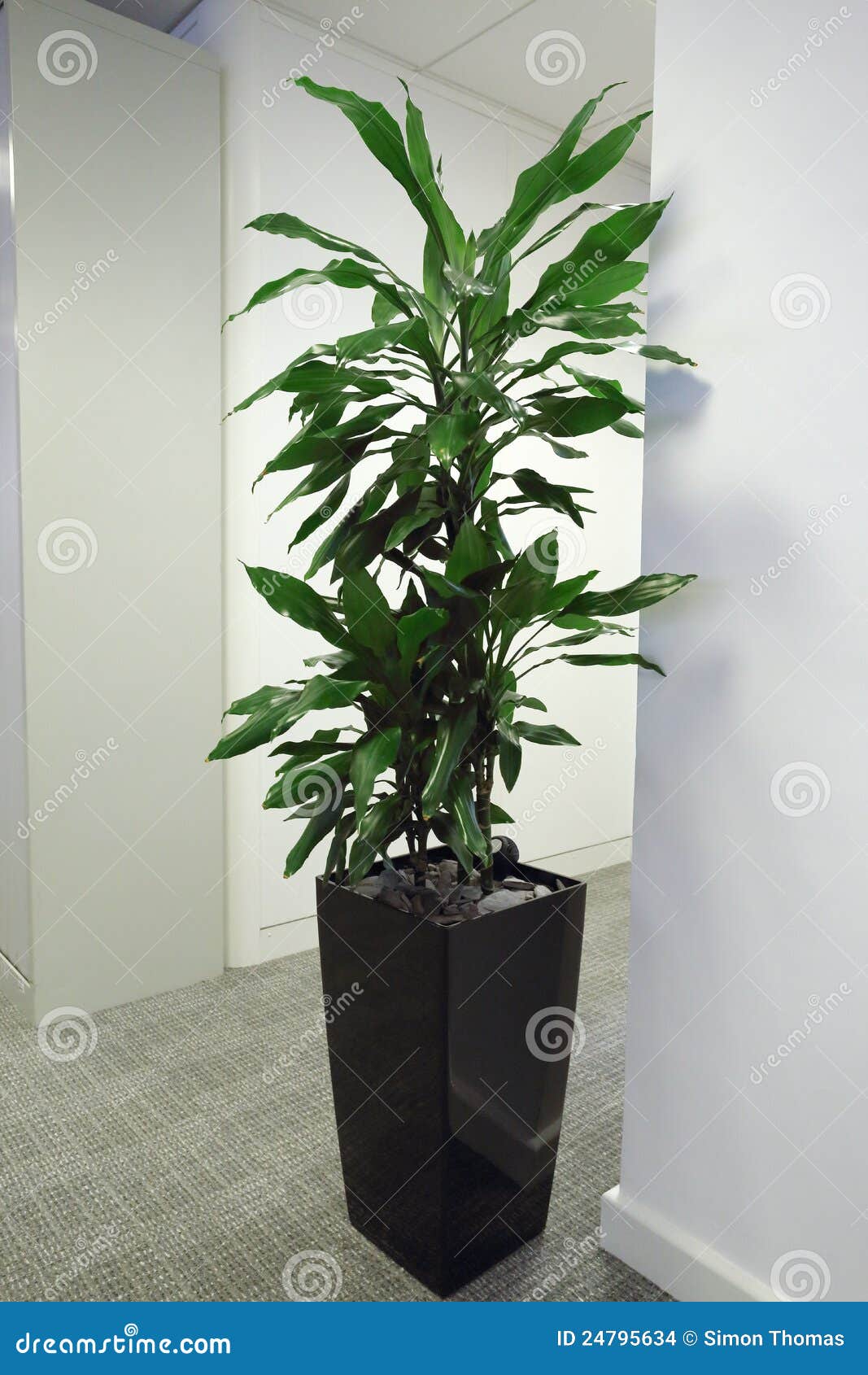 Office Plant stock photo. Image of photosynthesis, grow - 24795634