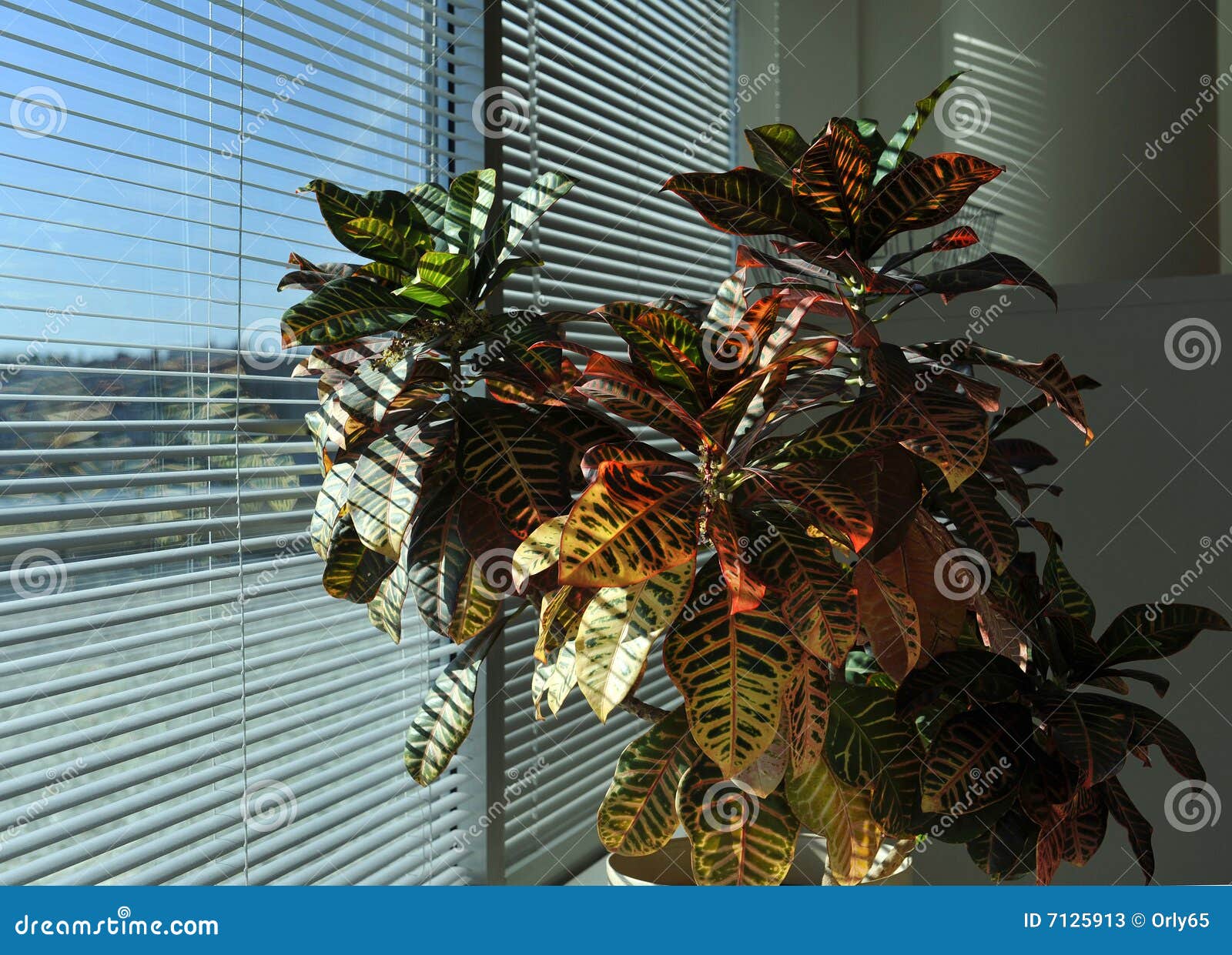 206 Office Window Ledge Stock Photos - Free & Royalty-Free Stock Photos ...