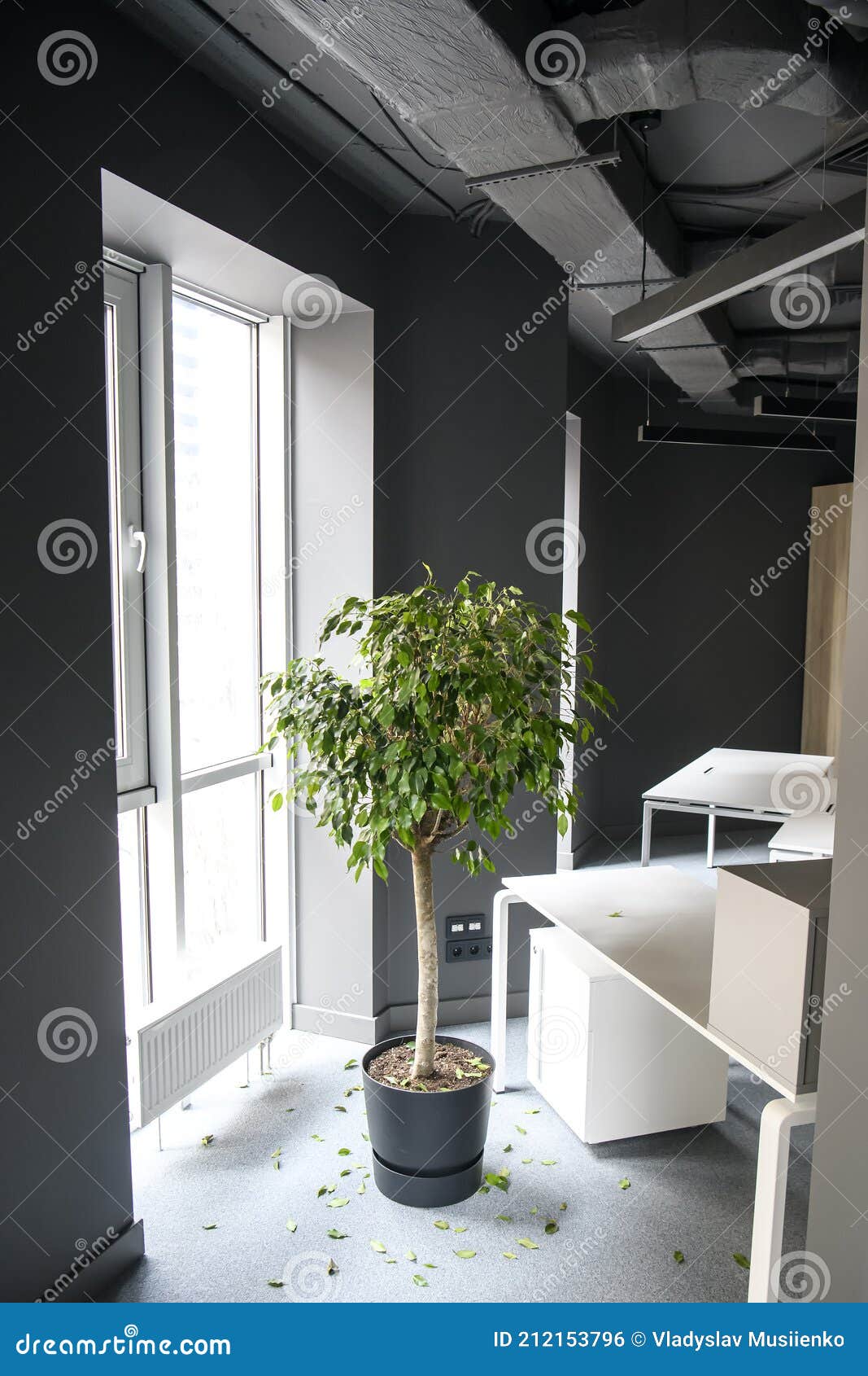 Office Space with a Ficus Tree in a Pot Stock Photo - Image of ...