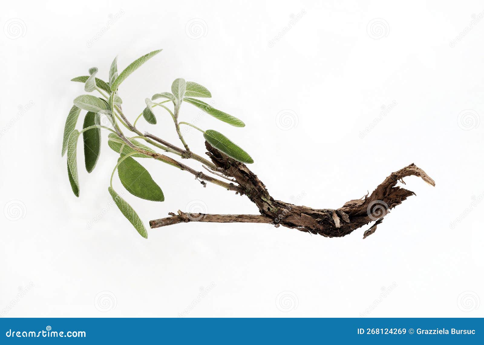 Sage branch. stock image. Image of branch, closeup, fresh - 268124269