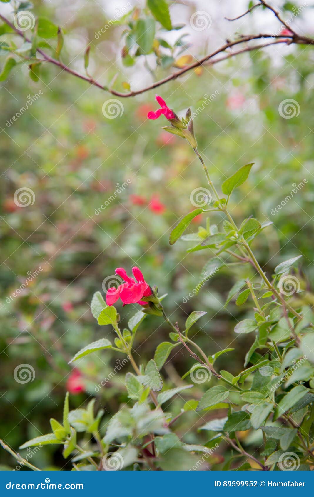 Officinalis De Melissa Con La Flor Foto de archivo - Imagen de planta ...