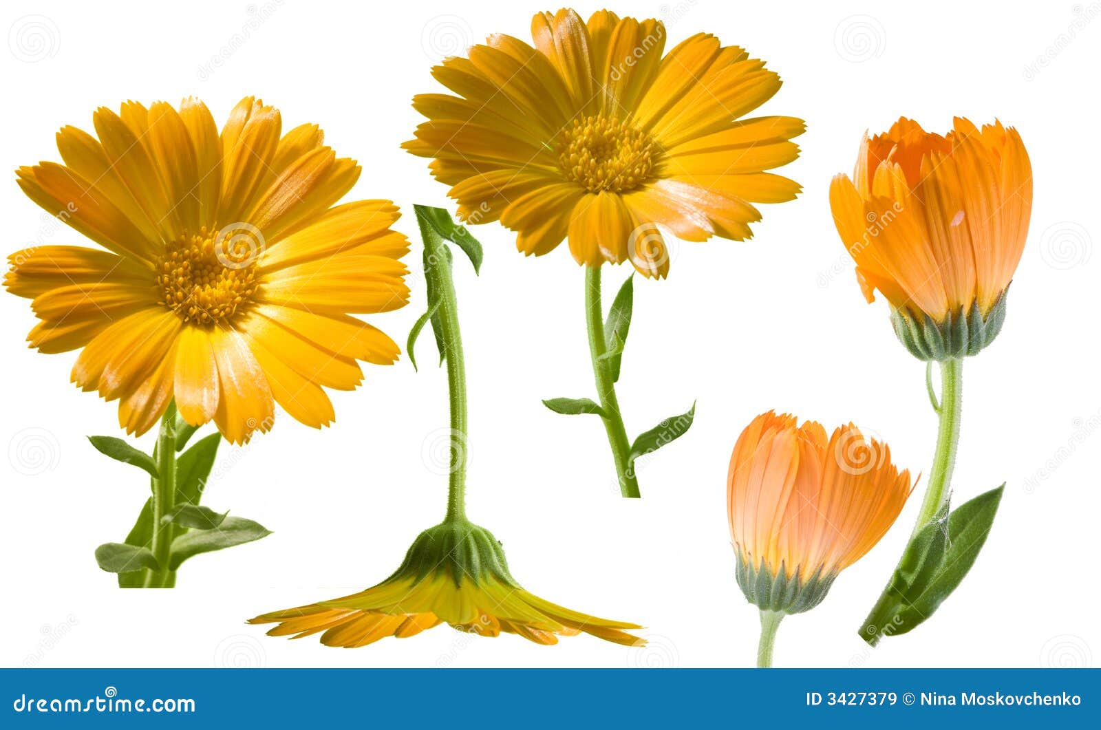 Officinalis del Calendula imagen de archivo. Imagen de verano - 3427379