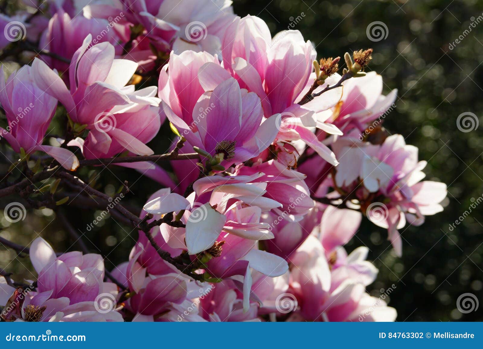 Officinalis della magnolia fotografia stock. Immagine di bello - 84763302