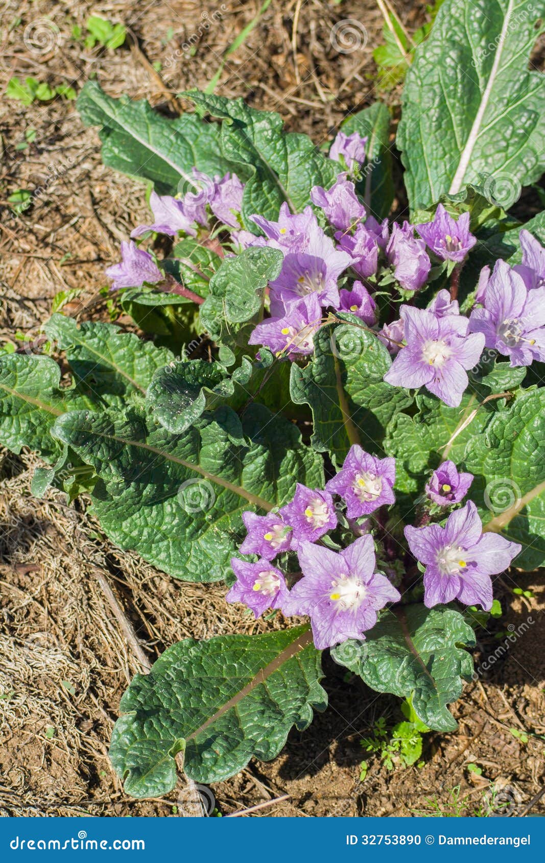Officinalis Della Mandragola Di Mandrake Fotografia Stock - Immagine di ...