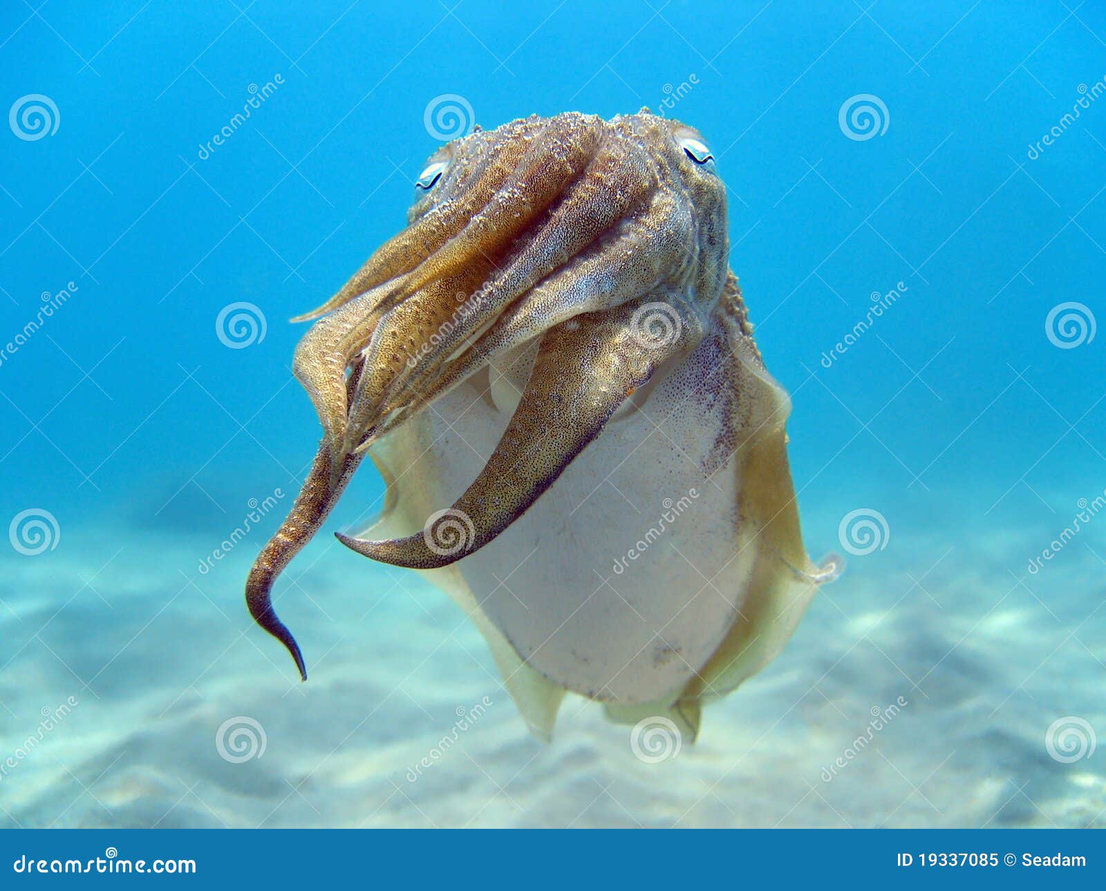 Officinalis di seppia immagine stock. Immagine di sabbia - 19337085