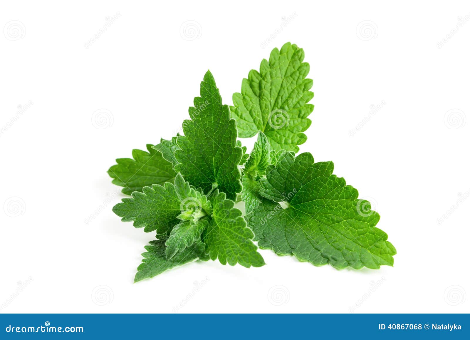 Officinalis Frescos Del Toronjil Foto de archivo - Imagen de toronjil ...