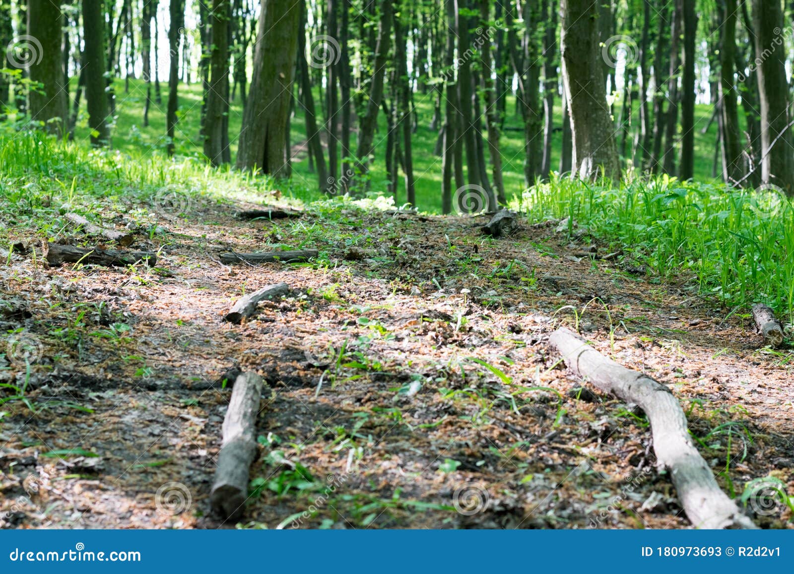 Offroad path in the forest stock image. Image of path - 180973693