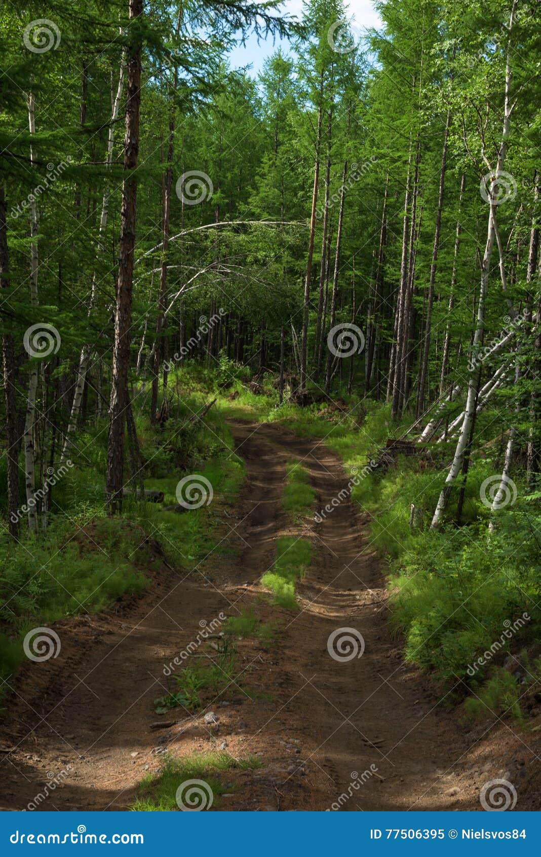 Offroad Tracks in a Deep Wild Forest Stock Image - Image of spring ...