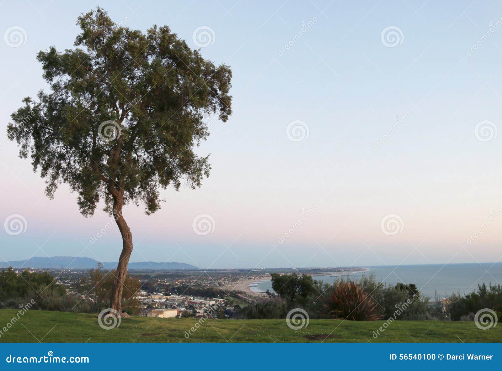 Offset Tree Overlooking Coastline Stock Photo - Image of coastline ...