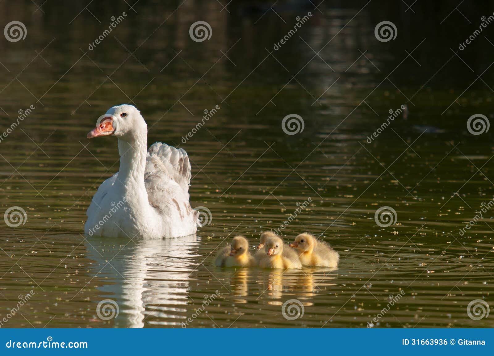 Offspring of geese stock photo. Image of animal, nature - 31663936