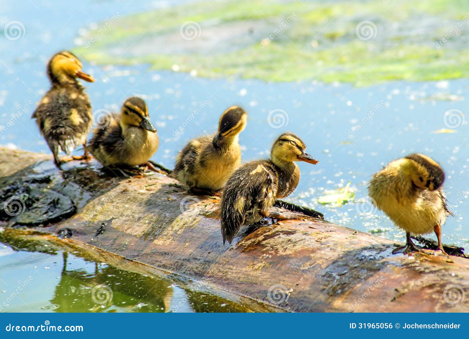 Offspring of an Mallard Duck Stock Photo - Image of animal, feet: 31965056
