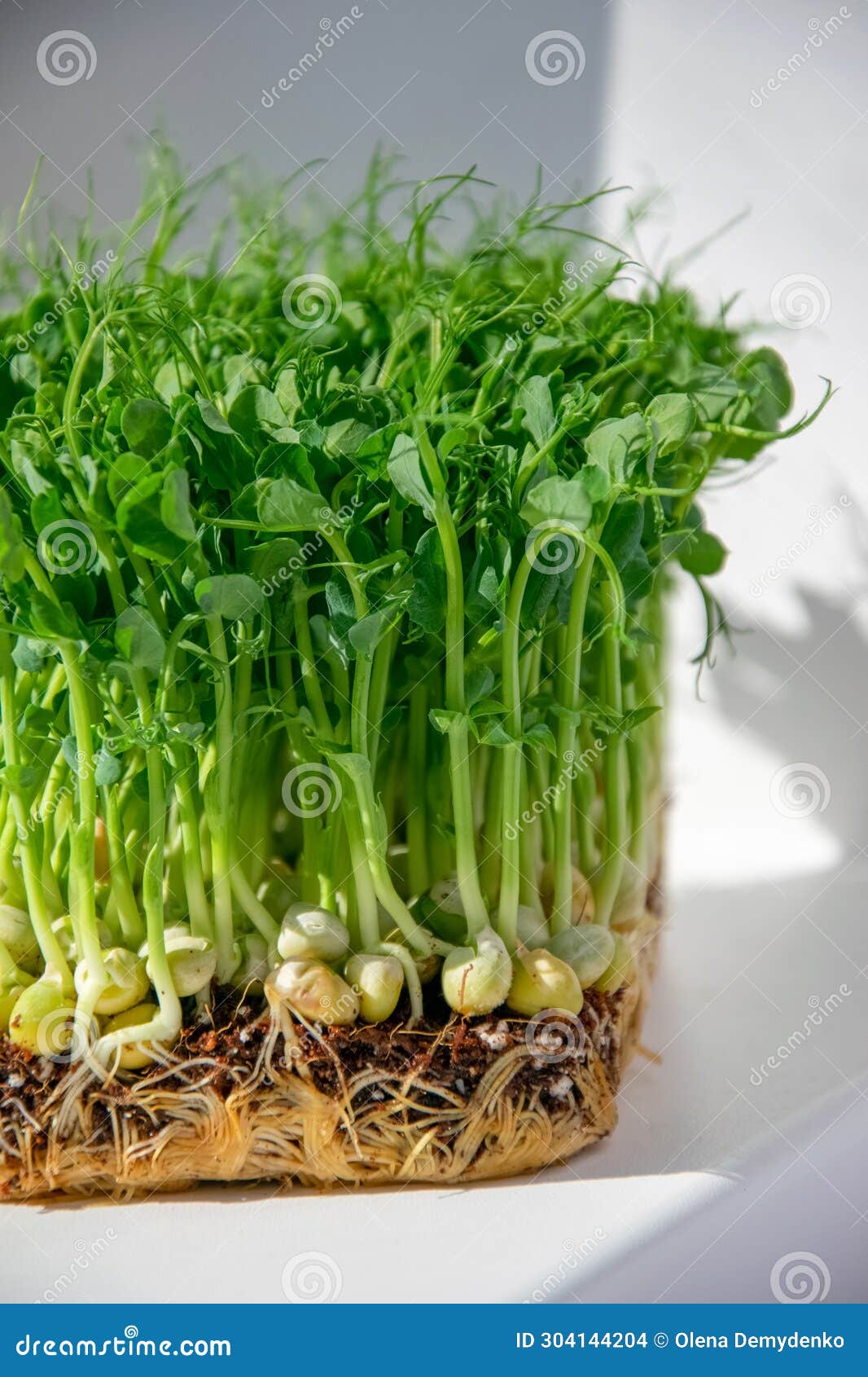 Oganic Pea Seed Germination. Green Pea Sprouts Ready for Seedling Stock ...