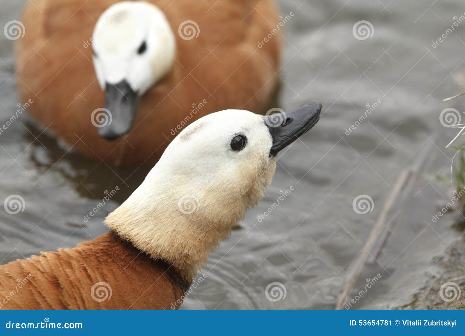 Ogar Cranes Stock Photos - Free & Royalty-Free Stock Photos from Dreamstime