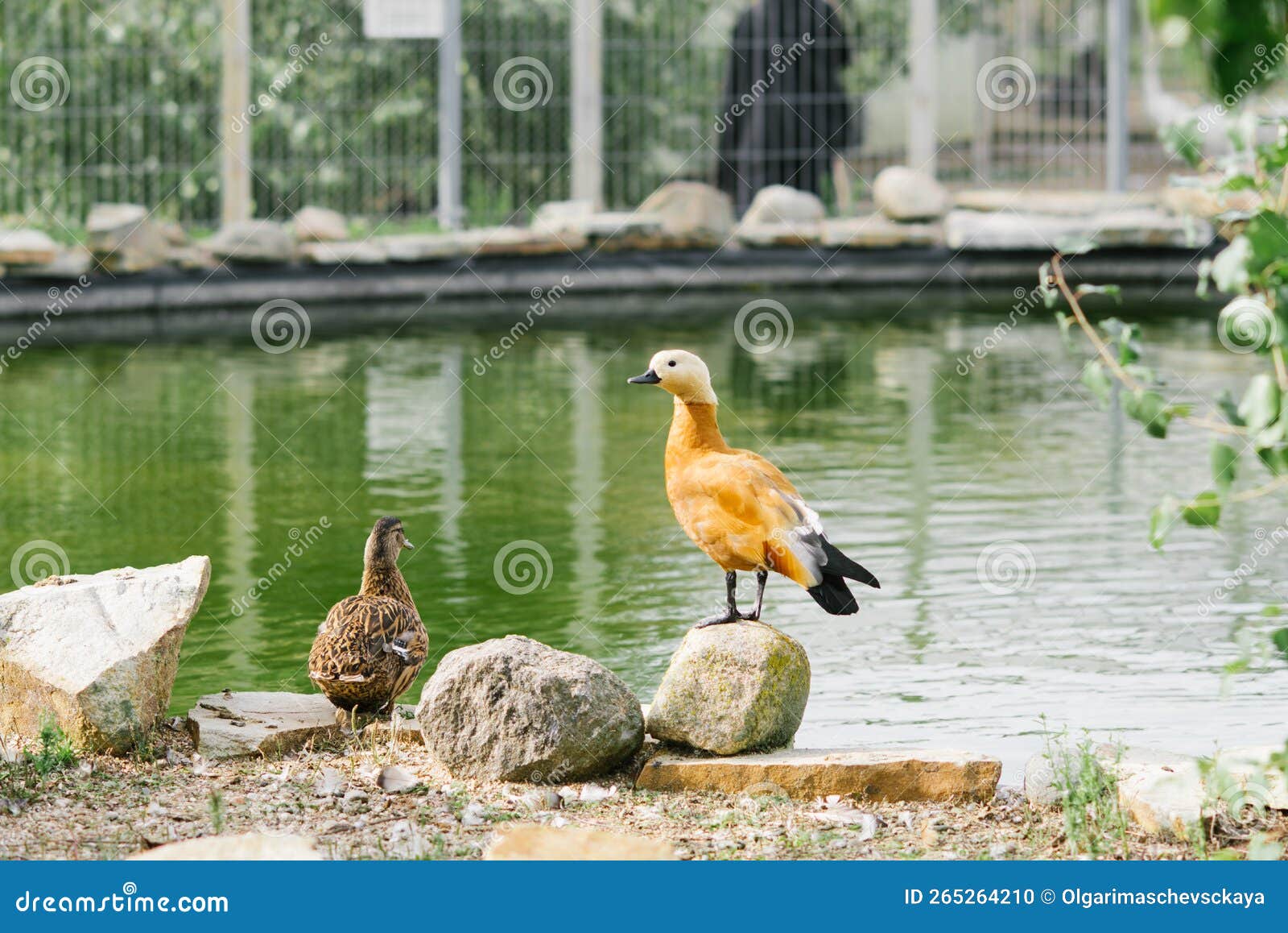 Ogar Duck or the Red and Wild Duck Stand on the Shore by the Pond ...