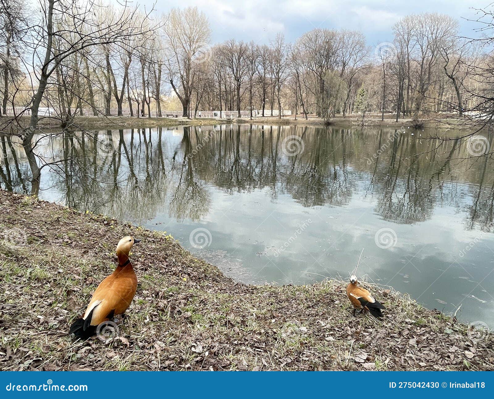 Ogar Ducks on the Shore of a Pond in Lefortovo Park in Spring. Moscow ...