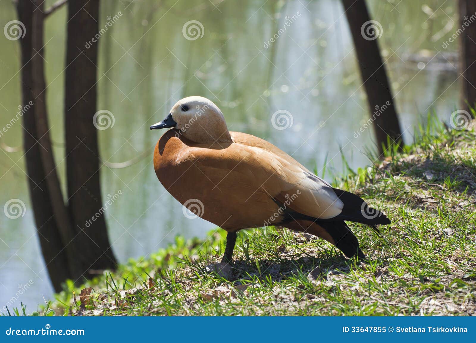 Ogar or red duck stock image. Image of wings, duck, feathers - 33647855