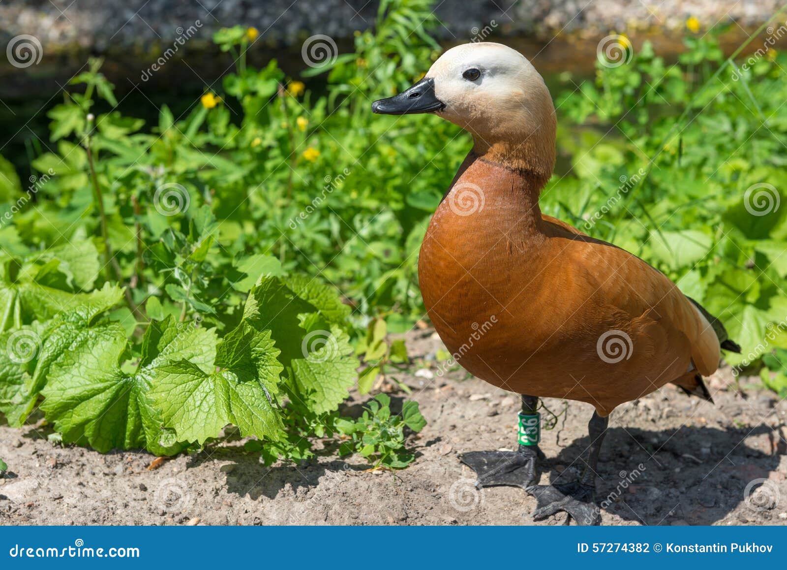 Ogar or red duck stock photo. Image of orange, tadorna - 57274382
