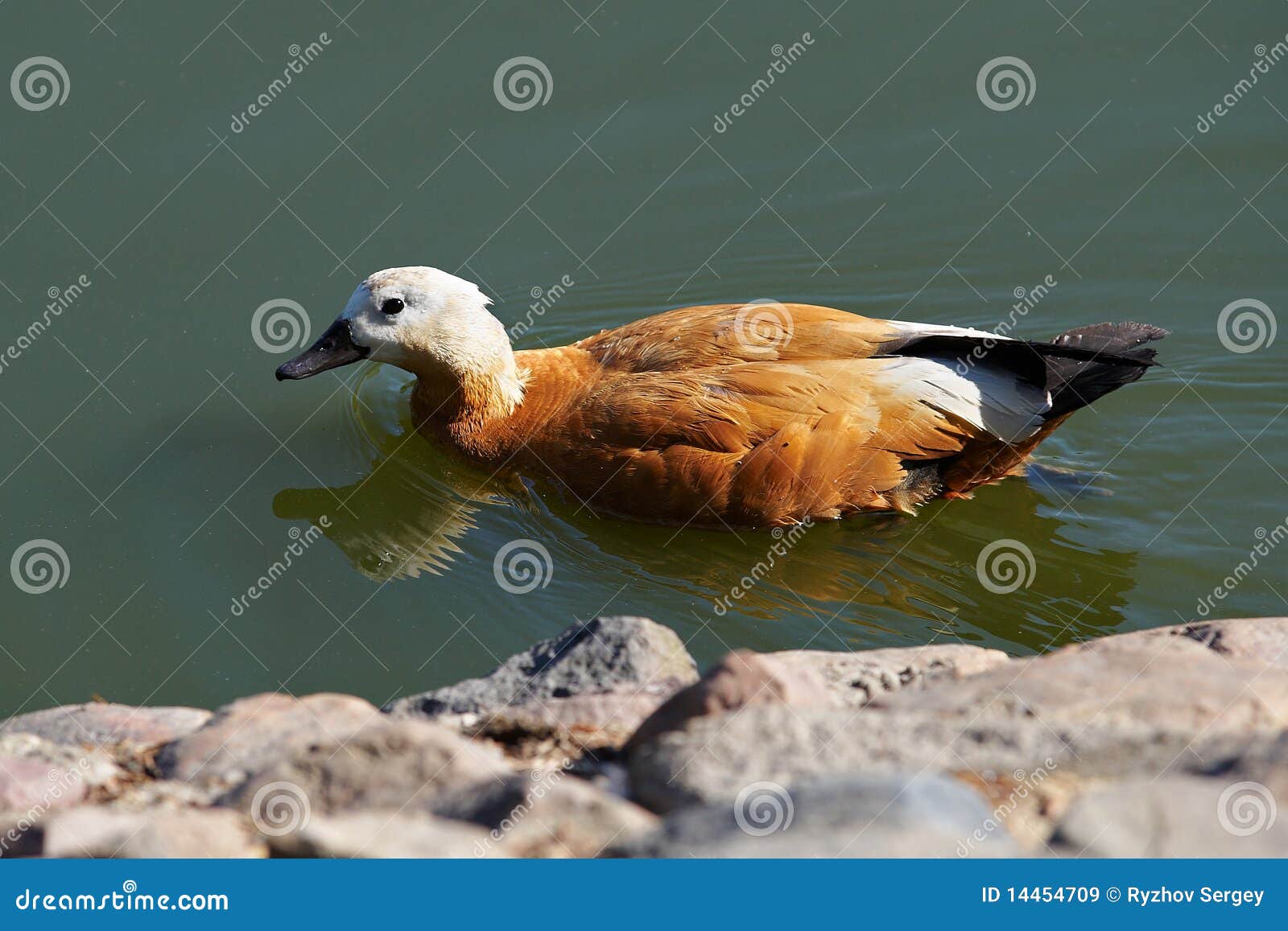 Ogar of Rode Eend, Ferruginea Tadorna Stock Afbeelding - Image of ...
