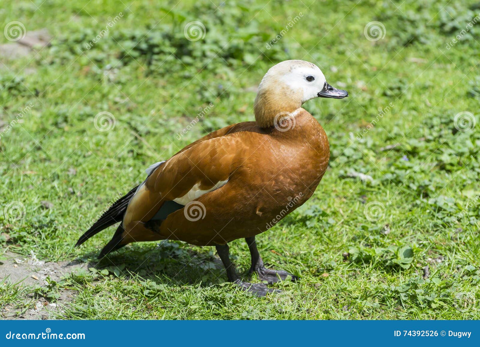 Ogar stock photo. Image of spring, wild, lake, bird, single - 74392526