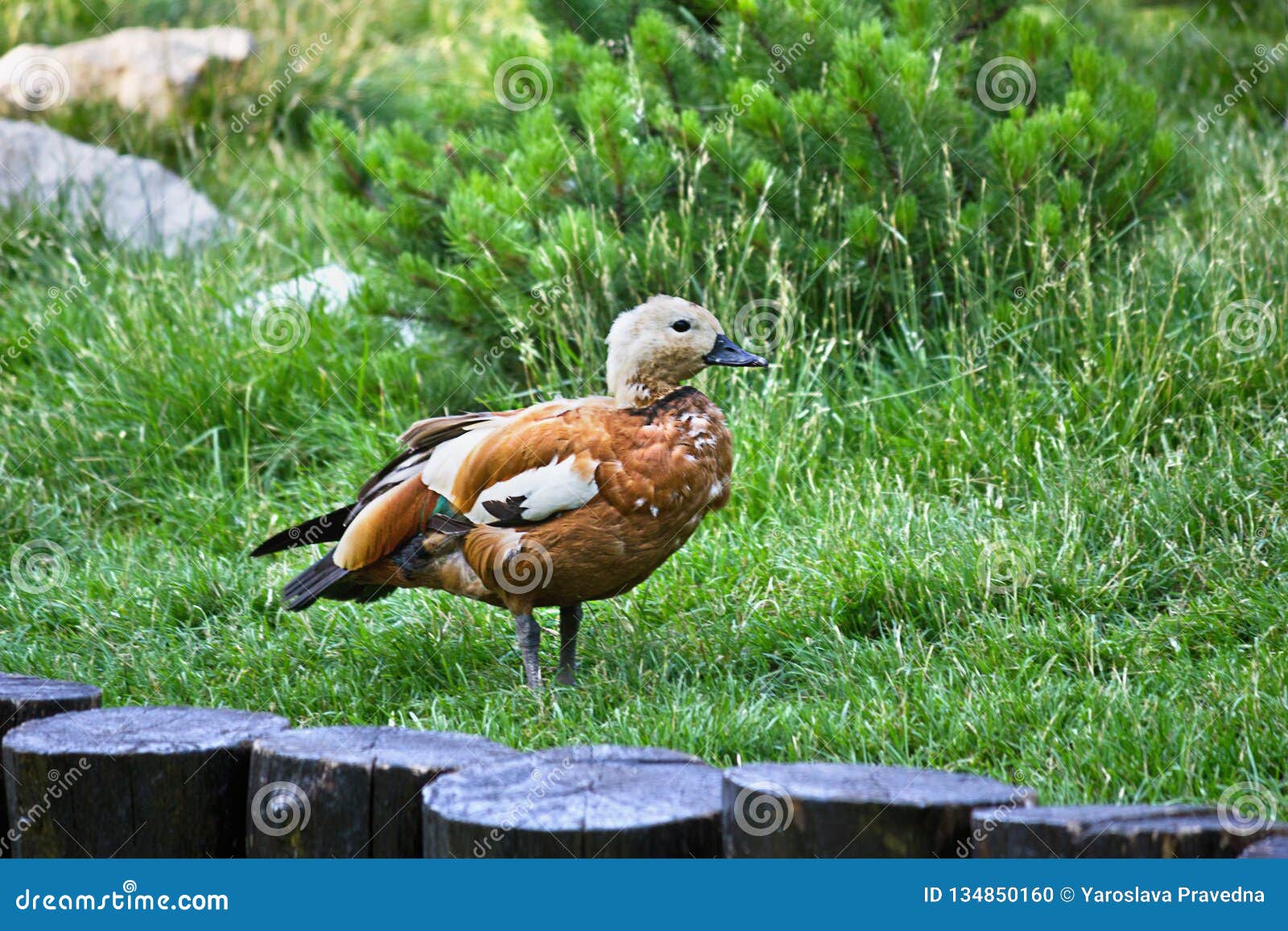 Ogar, Or Red Duck A Waterfowl Of Family Duck, Related To A Peganka ...