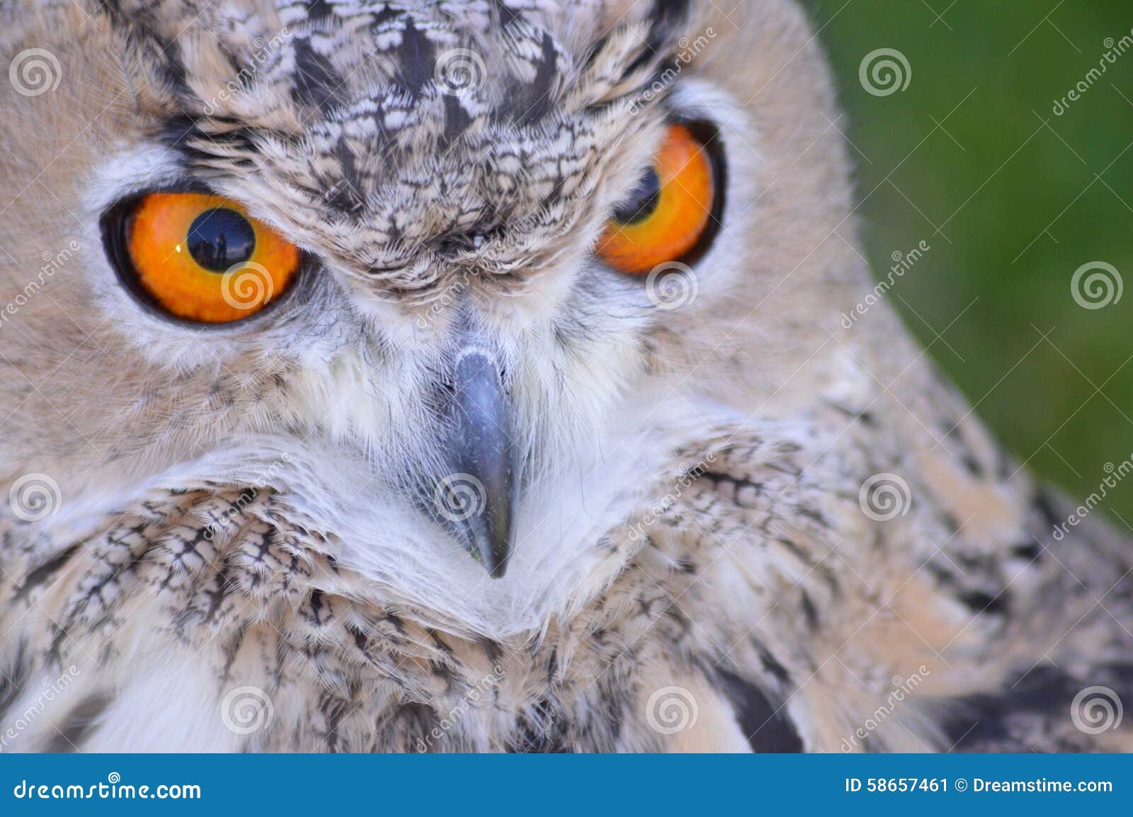 Ogen van de Eagle-Uil stock afbeelding. Image of helder - 58657461