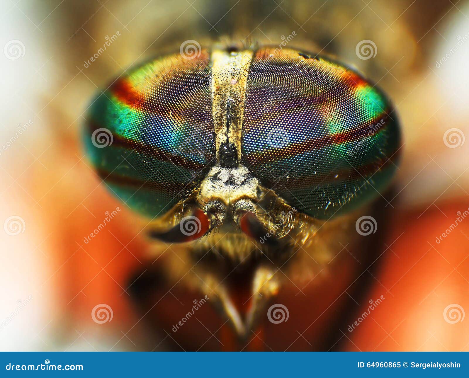 Ogen Van Een Insect Daas Hoofdclose-up Stock Afbeelding - Image of nave ...