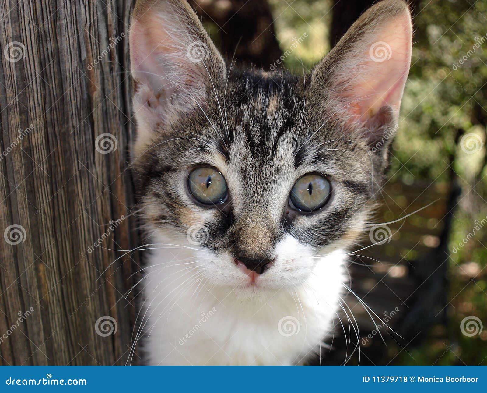 Ogen van een kat stock foto. Image of ogen, huisdier - 11379718