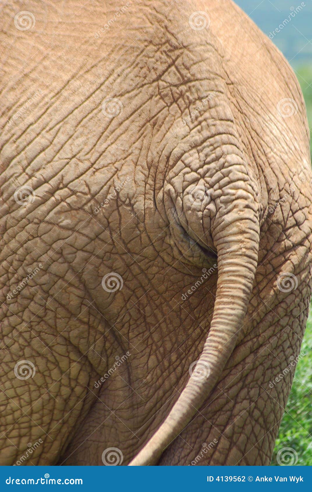 Ogon słonia zdjęcie stock. Obraz złożonej z zbliżenie - 4139562