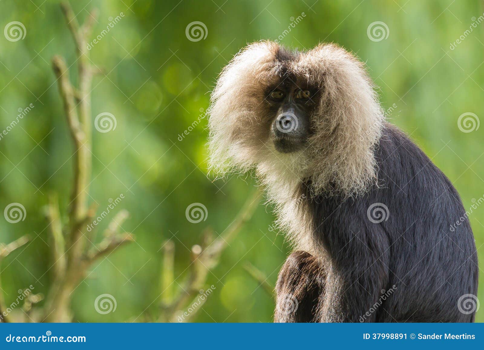 Ogoniasty Makaka Obsiadanie Obraz Stock - Obraz złożonej z makaki ...