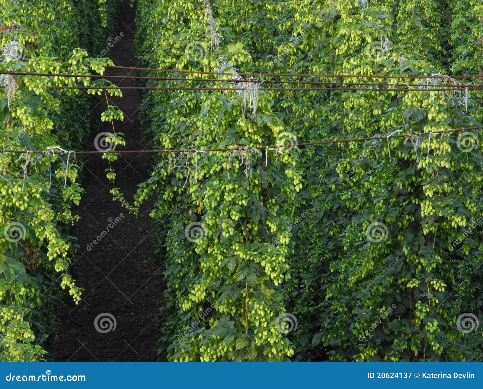 Ogrodowy chmiel obraz stock. Obraz złożonej z agronomia - 20624137