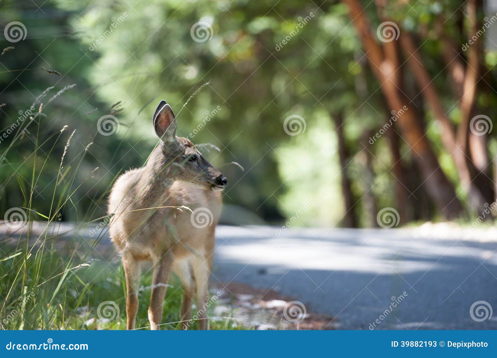 Oh Dear! stock image. Image of innocence, dear, animals - 39882193