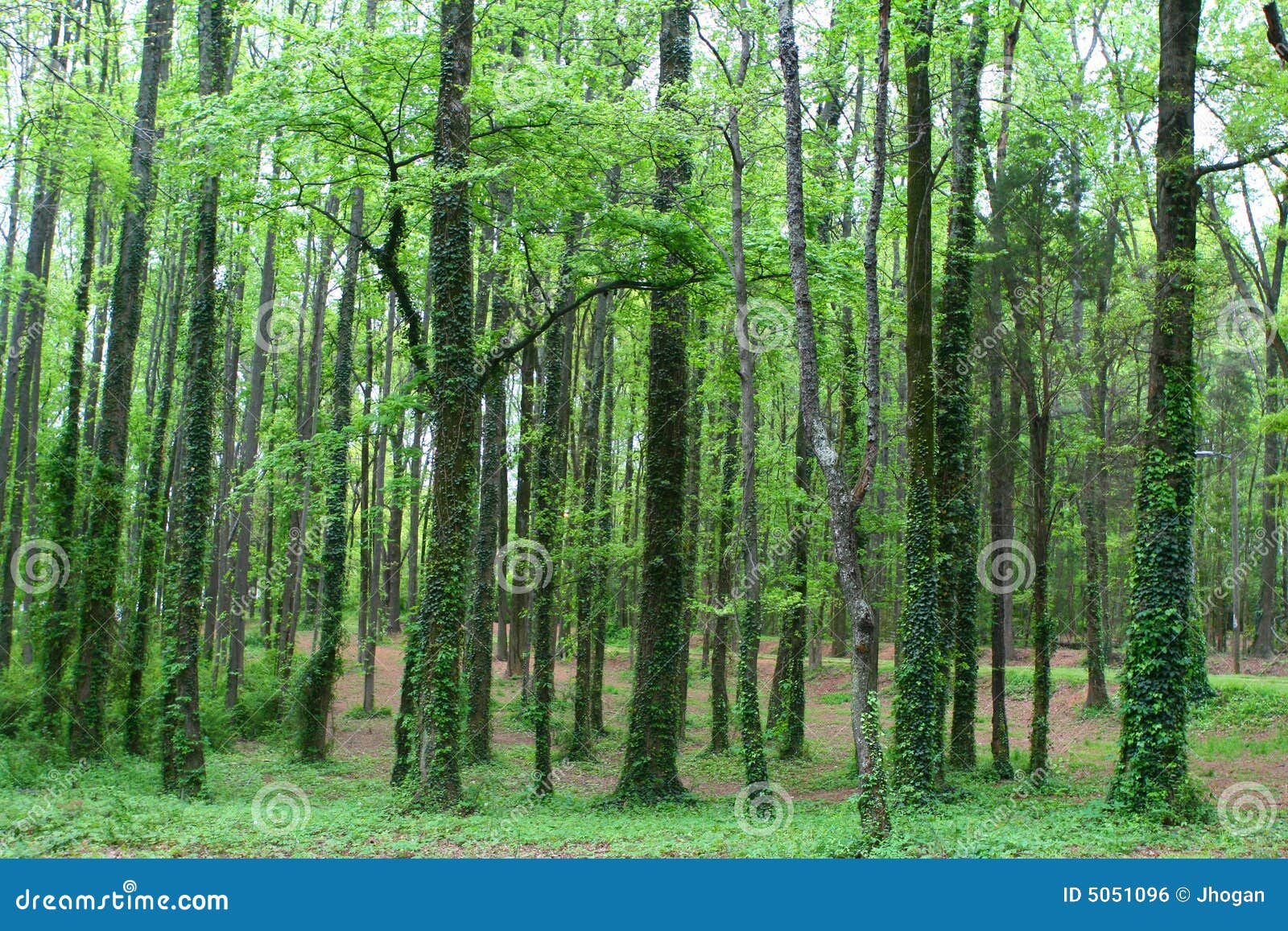 Oh so green stock photo. Image of trees, clearing, tree - 5051096