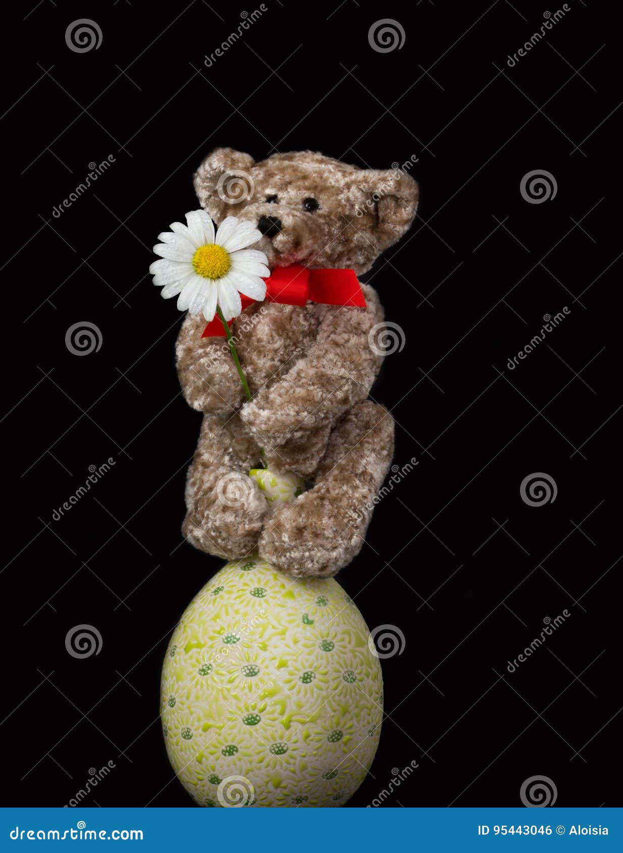Oh, Margerit stockfoto. Bild von teddy, blüte, bunt, aufstieg - 95443046