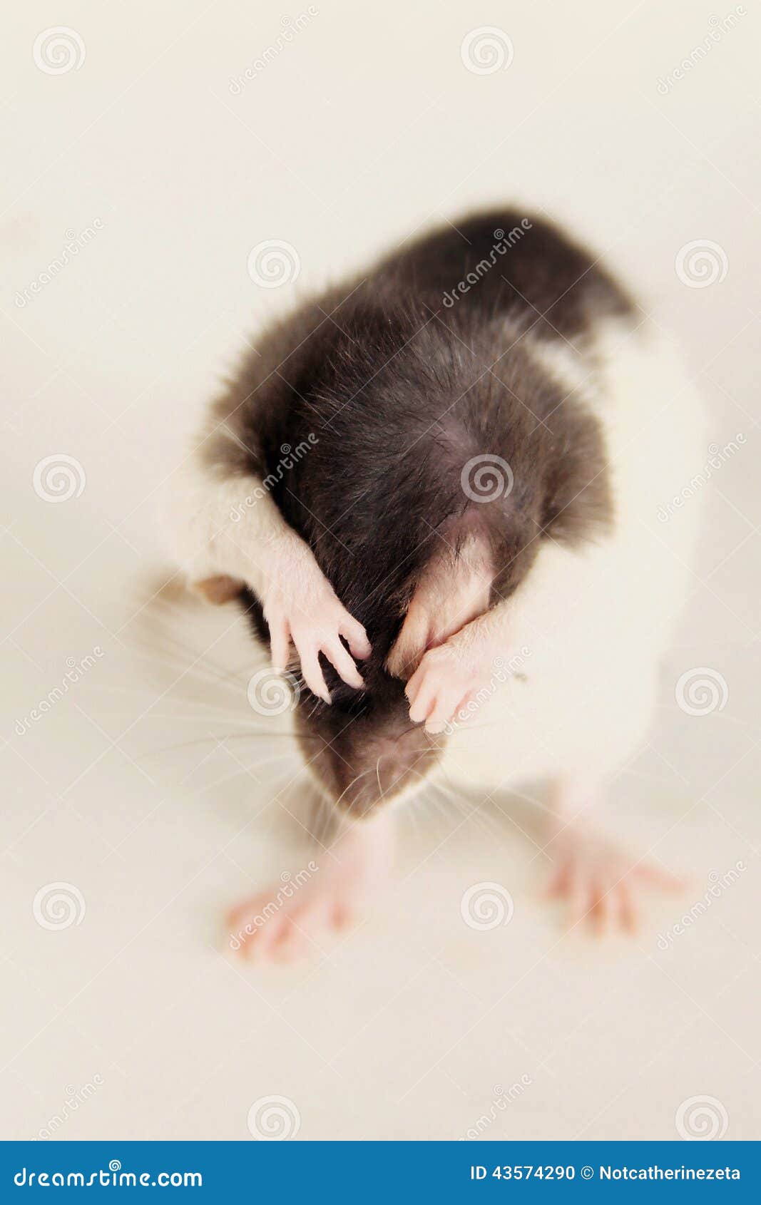 Oh no! stock photo. Image of avoid, avoiding, feet, paws - 43574290