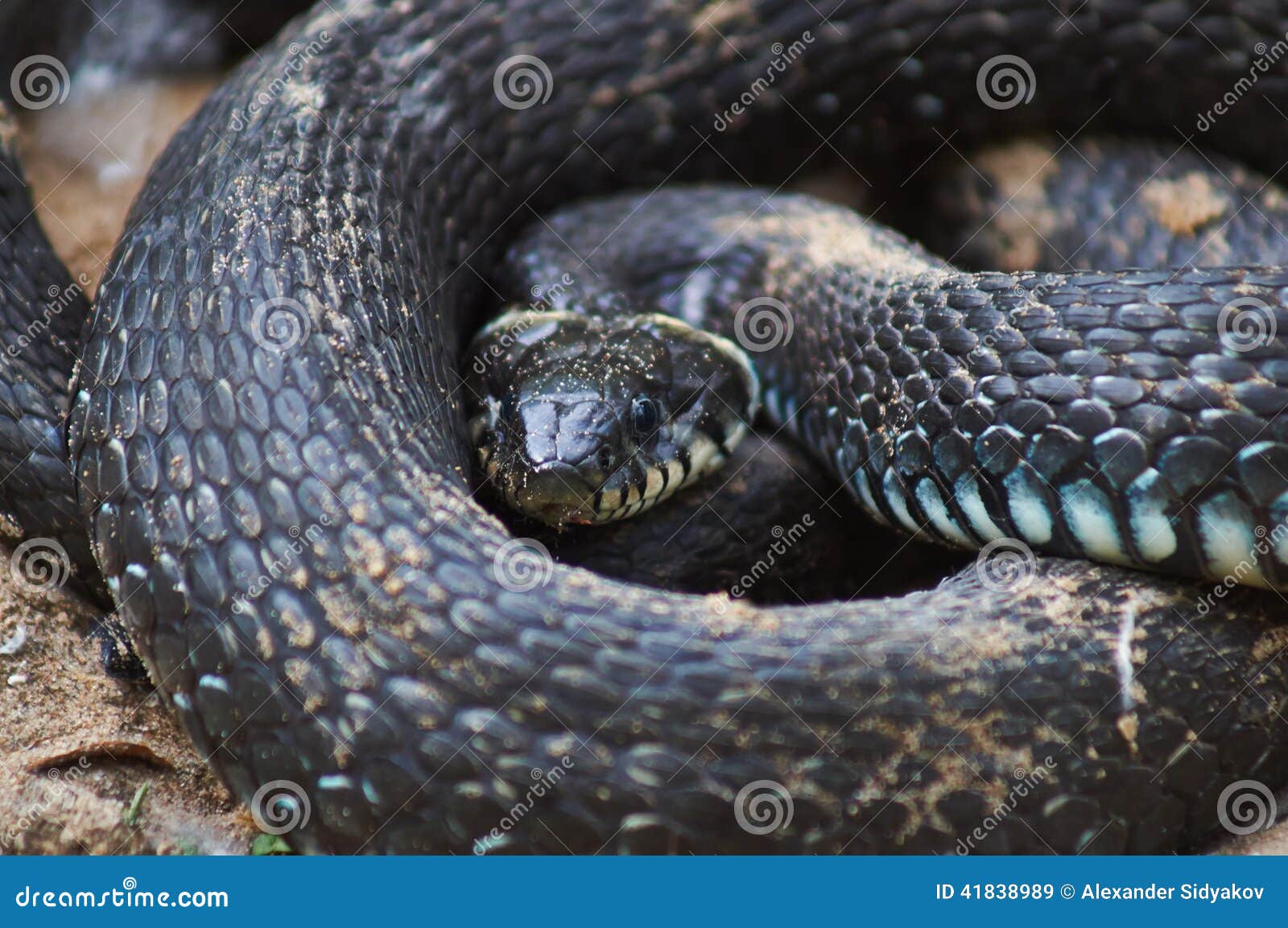 Oh - nonpoisonous snake. stock image. Image of heat, reptiles - 41838989