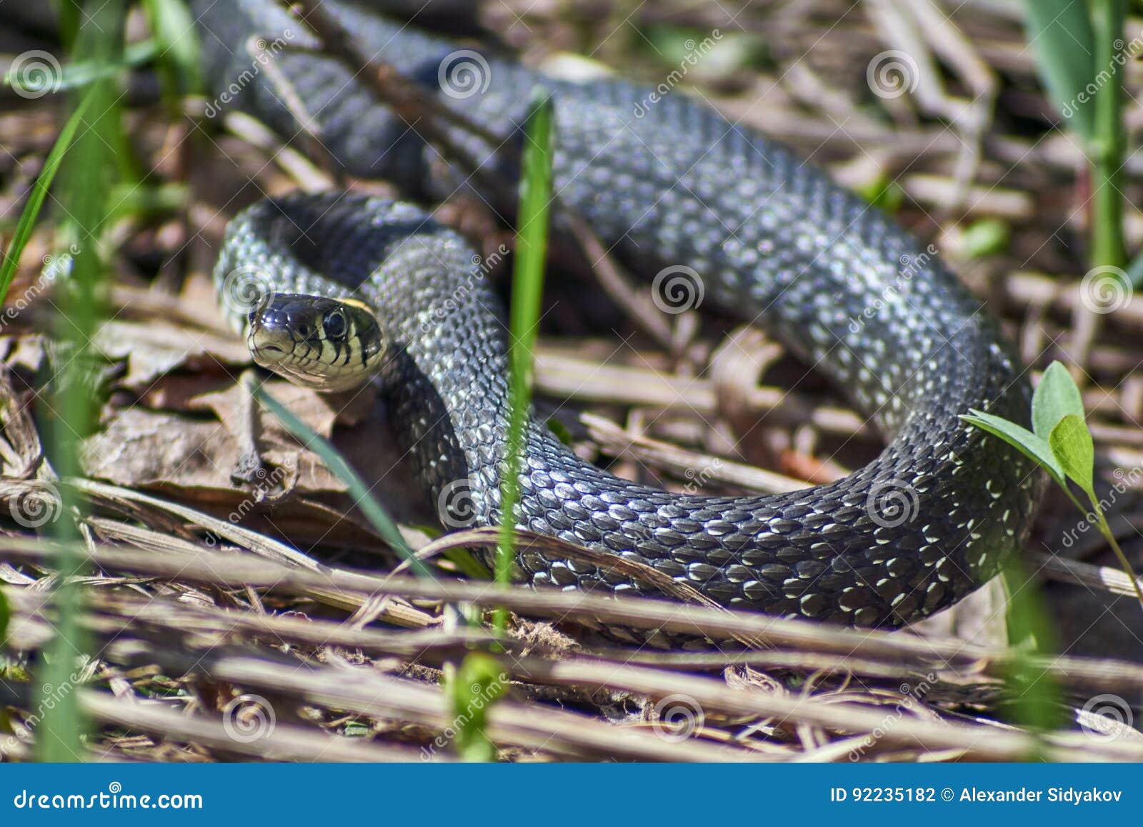 Oh - nonpoisonous snake. stock photo. Image of fang, pets - 92235182