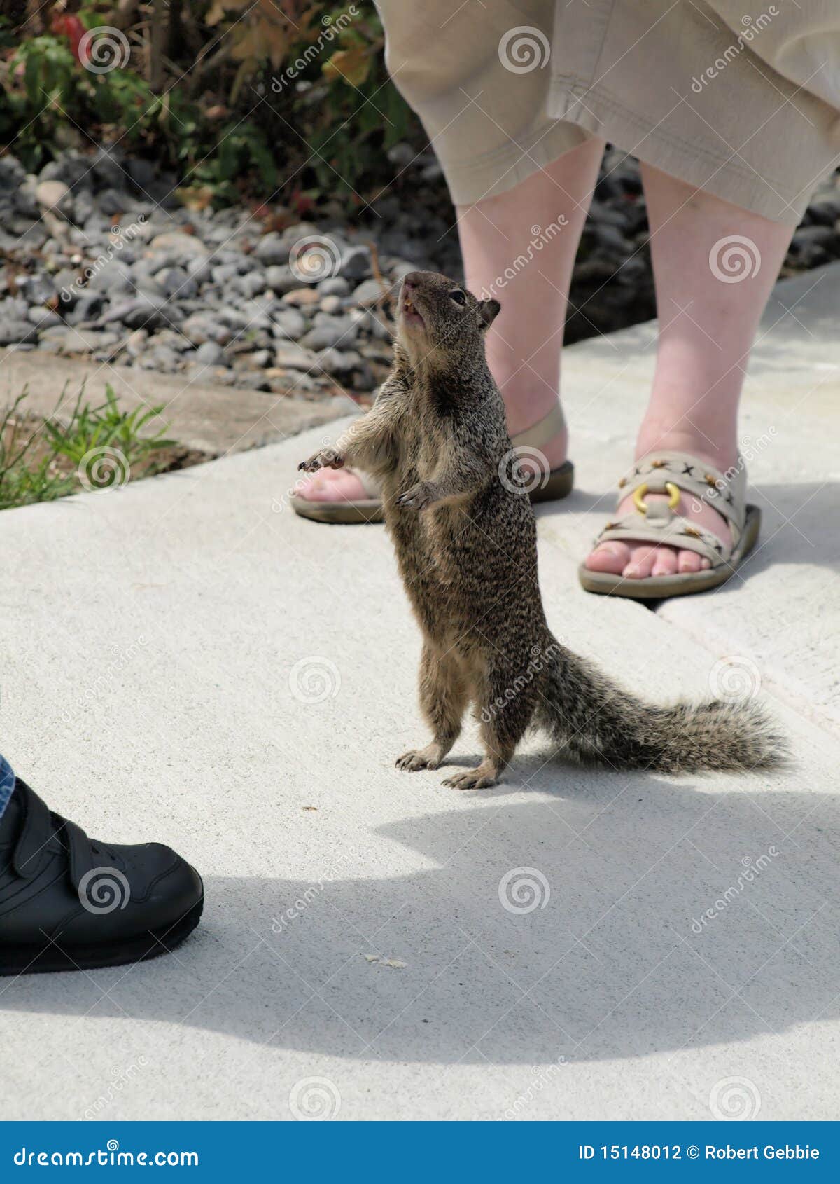 Oh Please?? stock photo. Image of seeking, asking, upright - 15148012