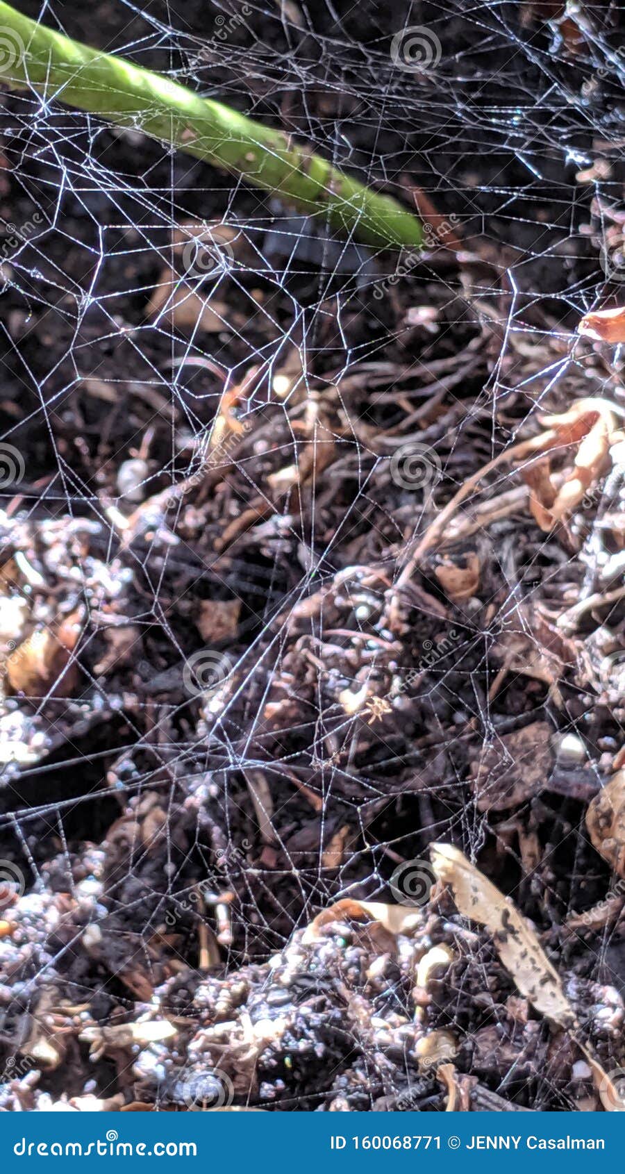 Oh What a Tangled Web You Weave Stock Image - Image of tangled ...